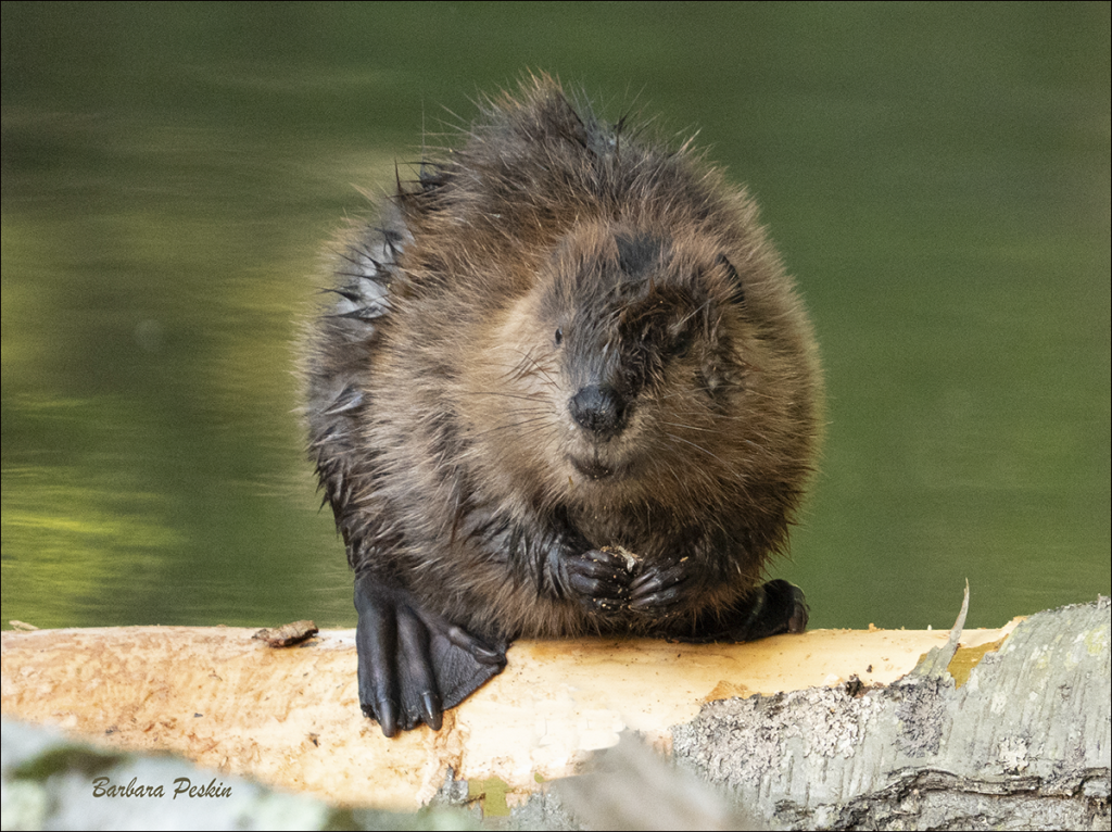 Photo exhibit of Mt. Misery beavers opens Friday